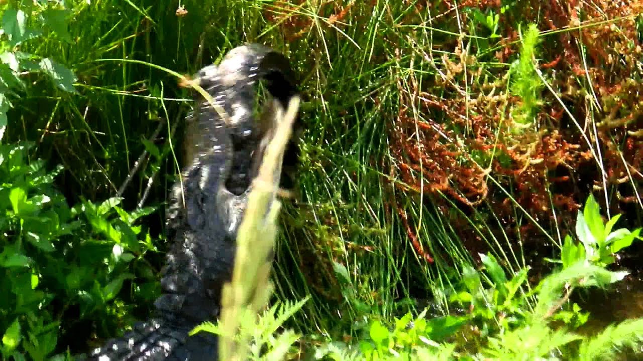 Huge Gator eating another Gator 2 - YouTube