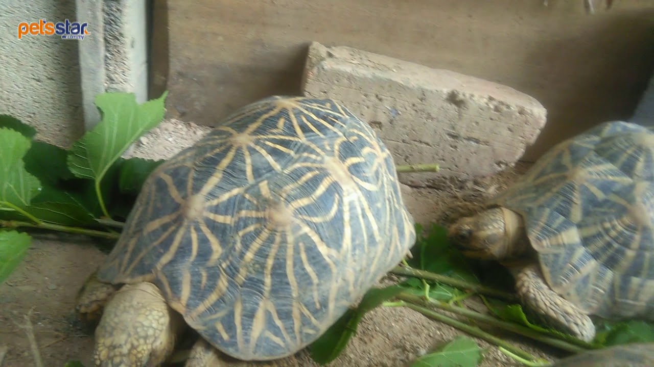 Pets Star Indian Star Tortoise Basic 印度星龟 - YouTube