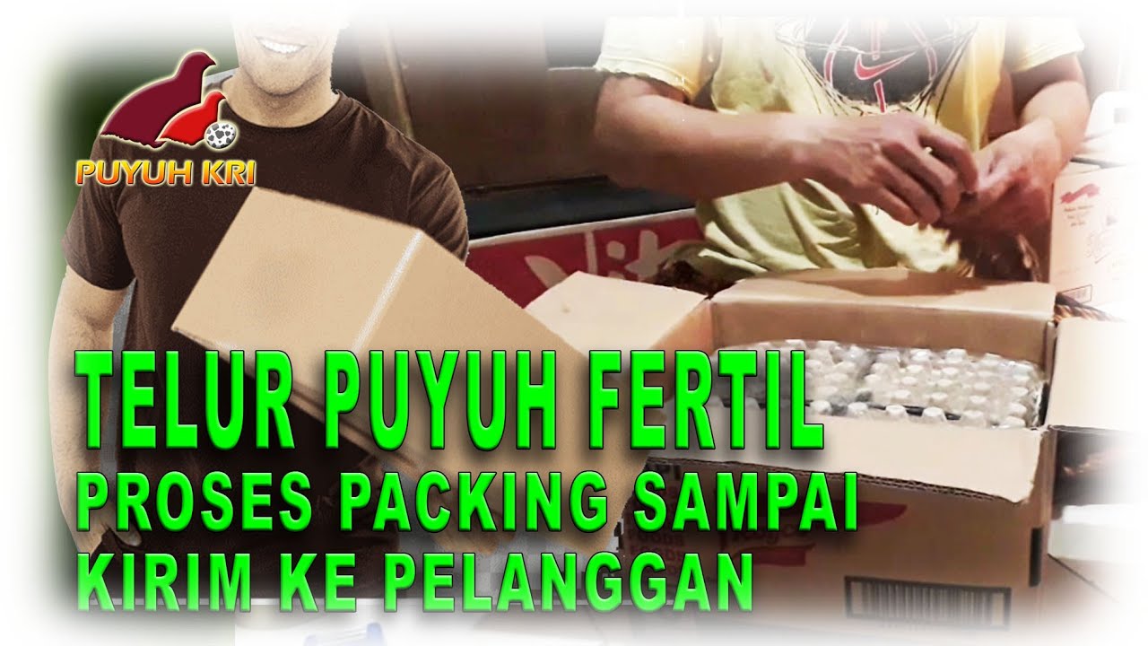 PROSES PACKING TELUR PUYUH FERTIL sampai pengiriman ke pelanggan - YouTube