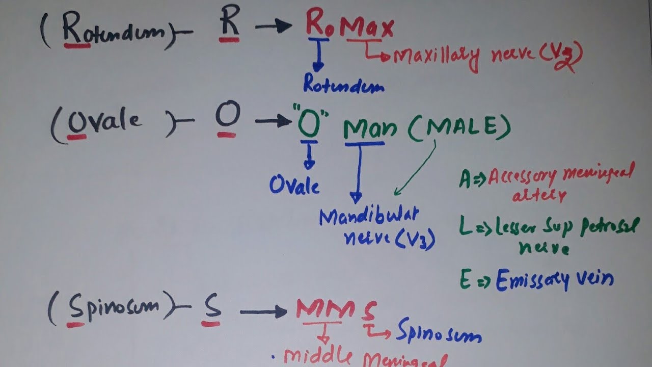 Mnemonic for Foramena Ovale # Structure passing throug it - YouTube