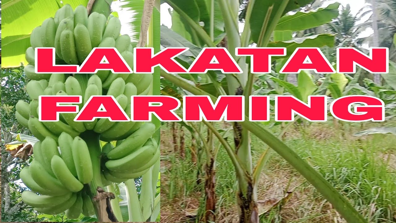 PAANO MAG ALAGA NG LAKATAN.PAGTANGGAL NG PUSO SA SAGING - YouTube