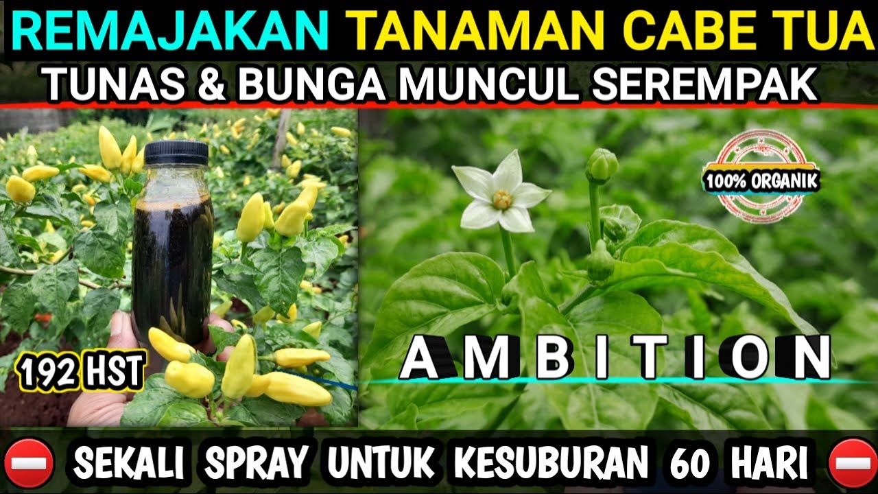 🔴 cara meremajakan tanaman cabe rawit bunga muncul serempak #ambition # ...