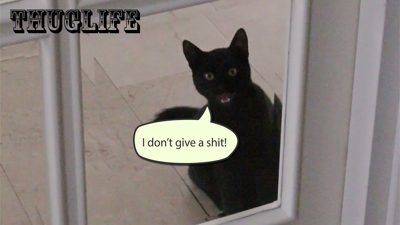 Black Cat Shit