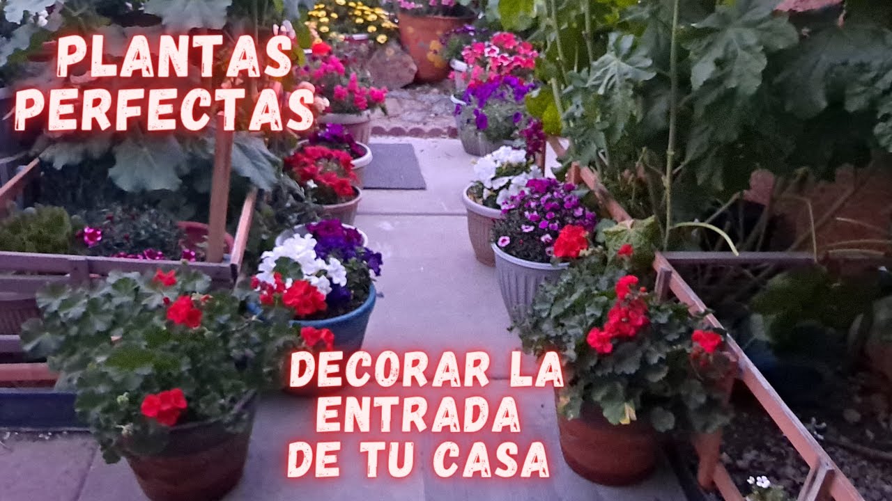 PLANTAS que PUEDES PONER en la ENTRADA y PASILLO de tu CASA y FLORECEN ...