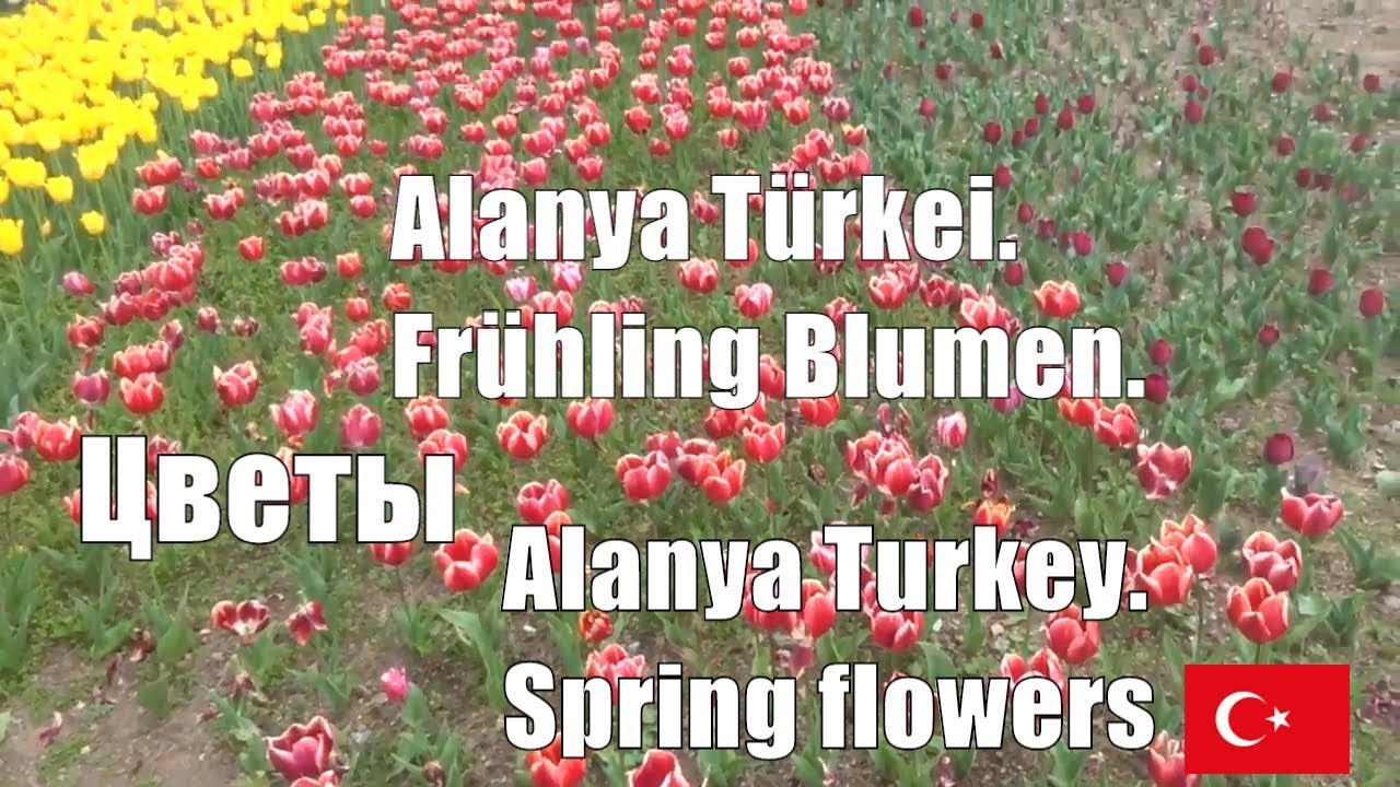 Alanya Türkei. Frühling Blumen. Alanya Turkey. Spring flowers - YouTube