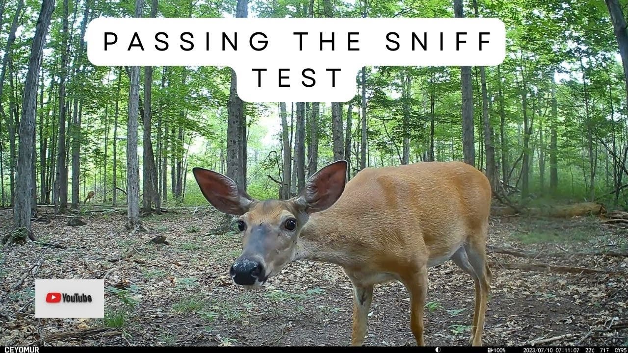 Whitetail Deer Doe Gives the Trail Cam a Sniff Test - YouTube