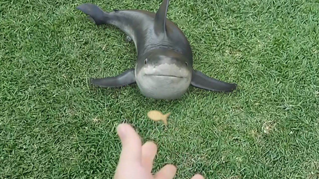 Baby shark grab a snack in slow motion - YouTube