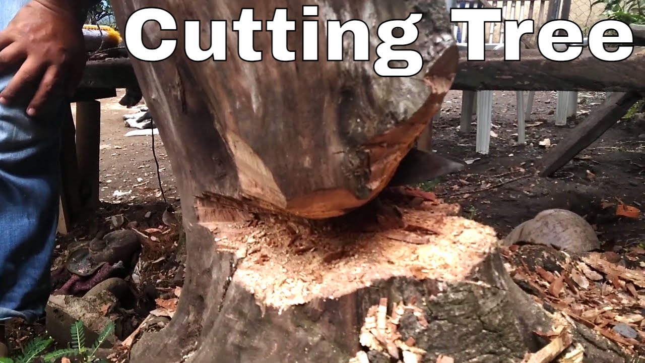 Today we do a special Cut Tree Wooden Cutter for cook roast Lechon for ...