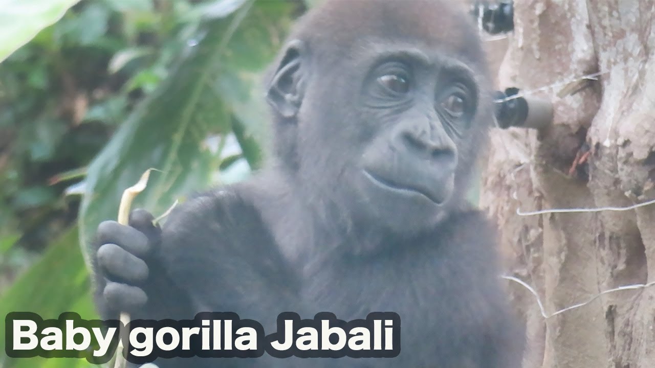自得其樂的金剛寶寶Jabali-Baby gorilla Jabali enjoying himself - YouTube