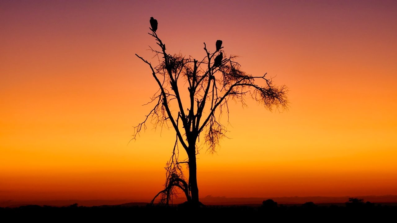 African Safari in Tanzania 4K | Relaxing Wildlife - YouTube