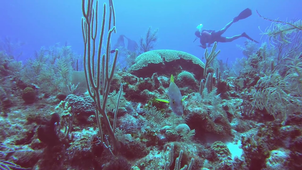 Scuba Diving Grand Cayman. 9-1-2019. Black Rock Reef. 72ft, 66 ...