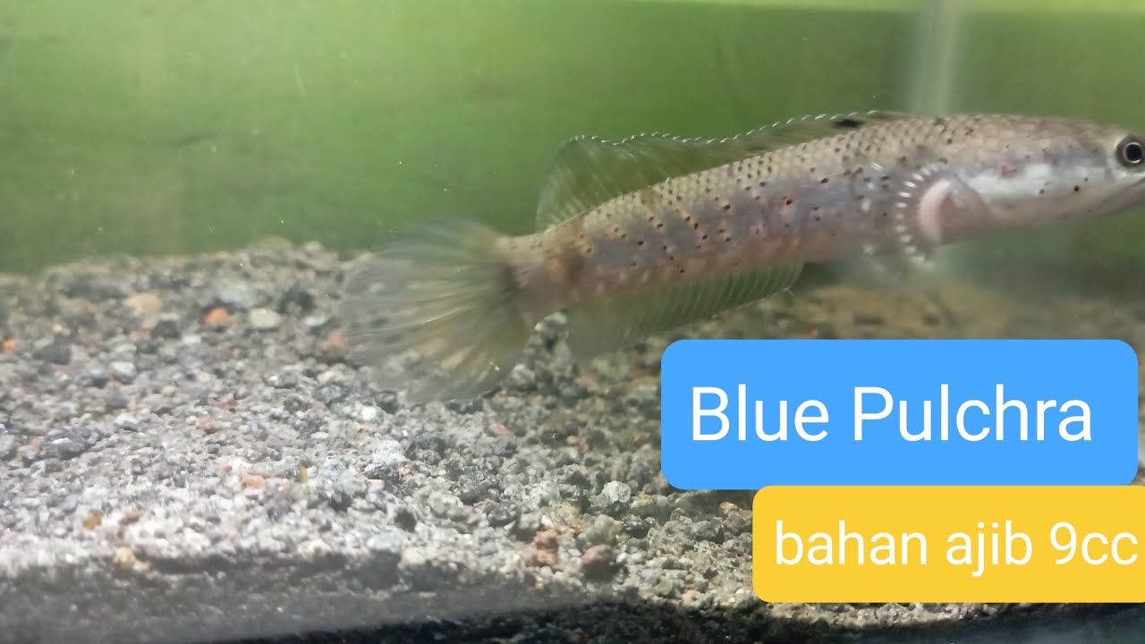 Blue Pulchra 9cm bahan progres - YouTube