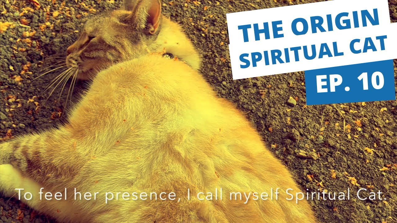 #spiritualcat #theorigin #innerpeace The Origin of the Spiritual Cat 🐱 ...