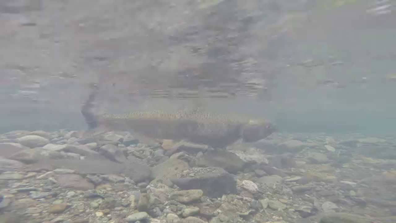 Spawning Chinook Salmon - YouTube