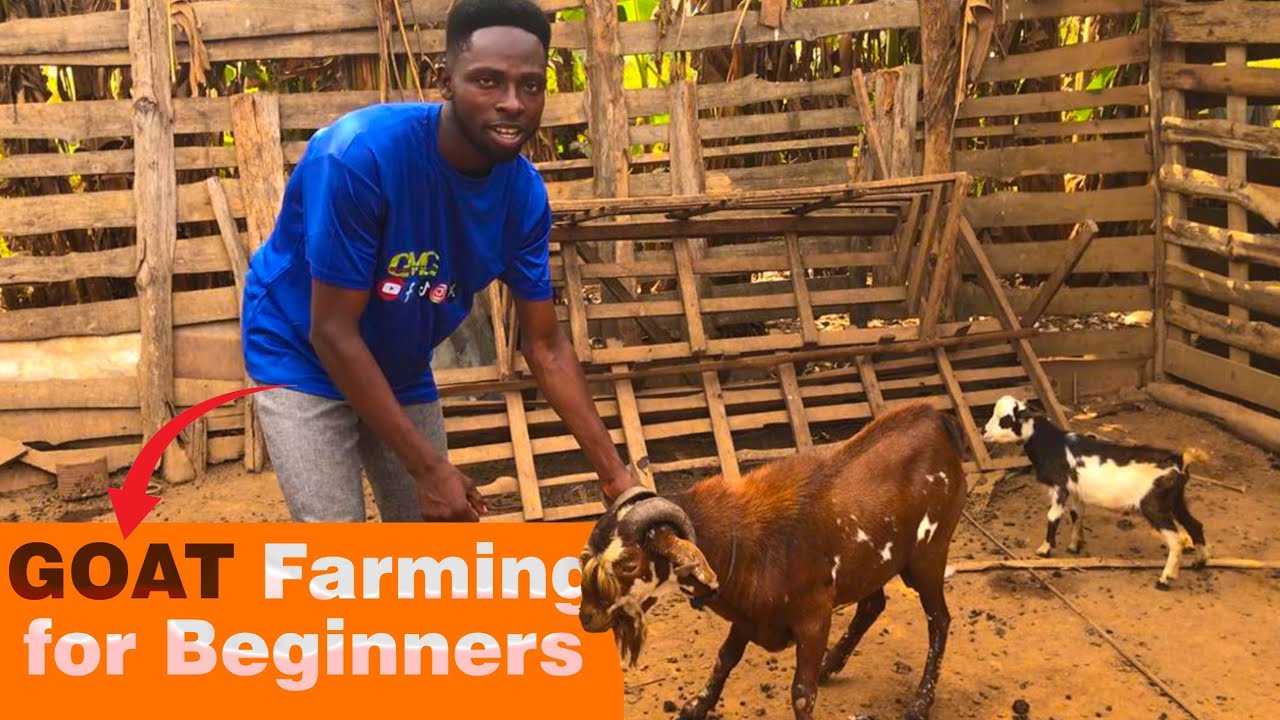 How to Start Goat Farming From Scratch | Expert Farmer Explains - YouTube