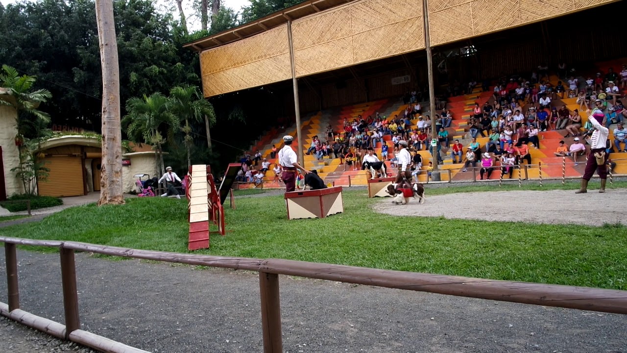 show canino en panaca 2015 - YouTube