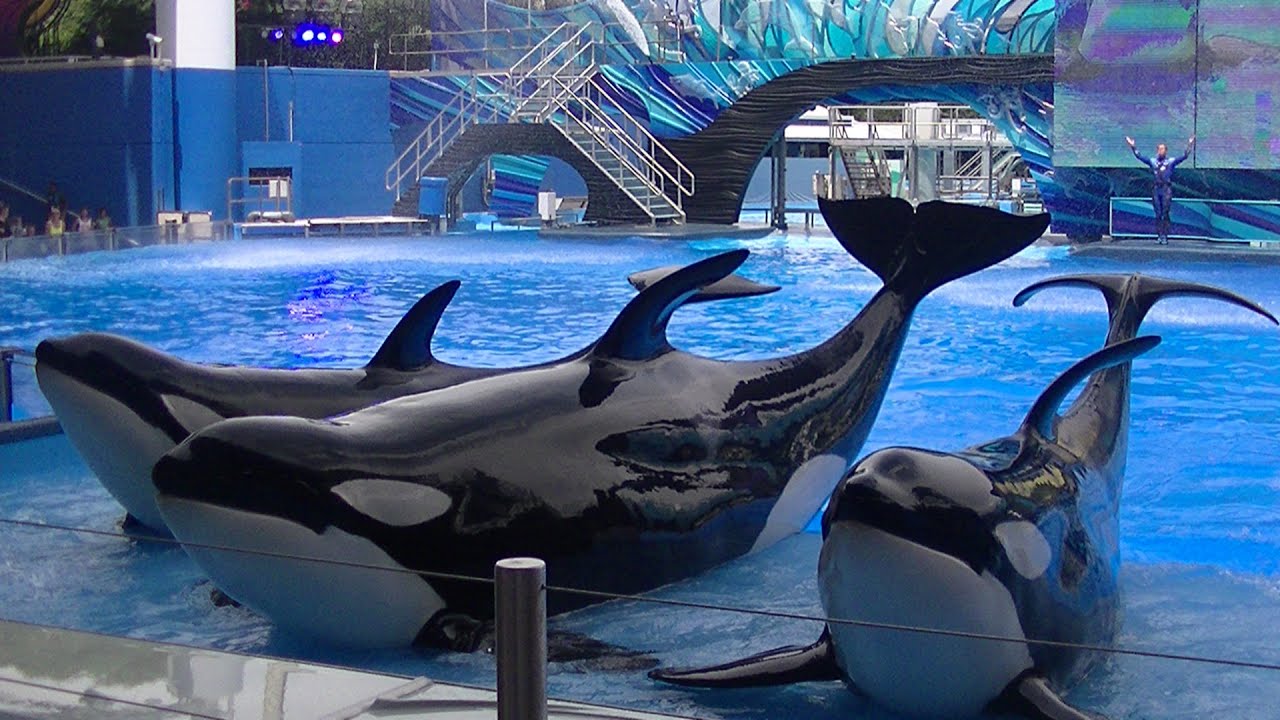 One Ocean (Full Show/Full HD) - August 14, 2015 - SeaWorld Orlando ...