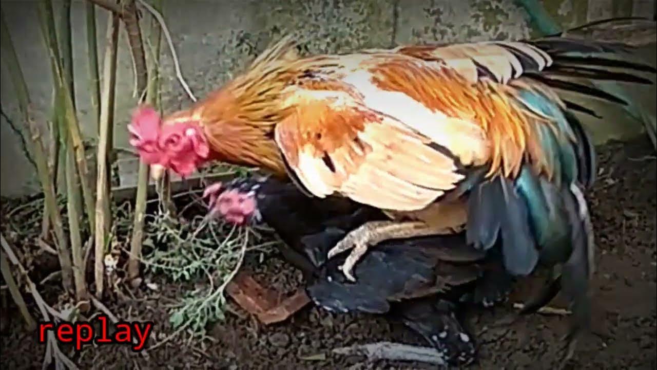 Lihat Ayam Kawin Dari Dekat Ayam Kawin Eps 1 Youtube
