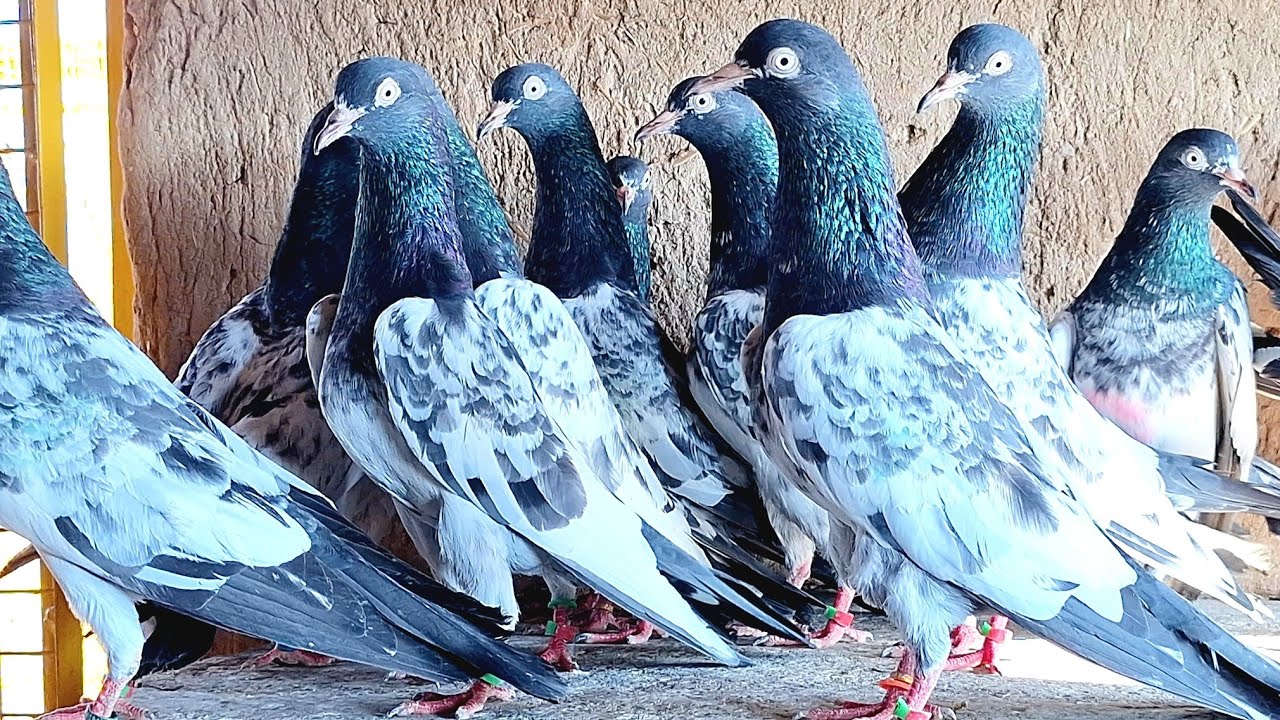 For Sale | Royal Teddy | Imported | Imran Alam | Ring birds | MOB ...