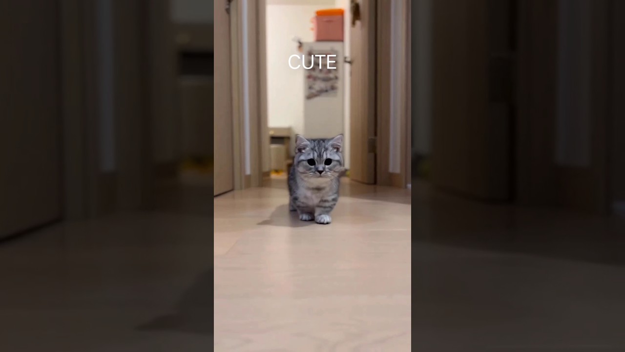 loop cute kitten - YouTube