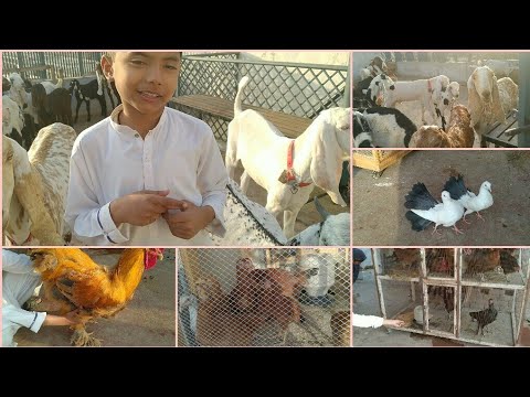 Goat/hen farming at home - YouTube
