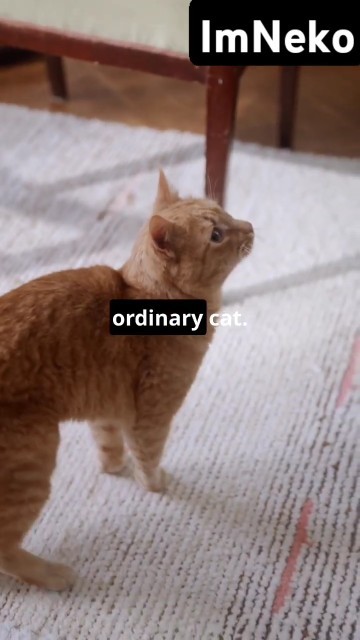 Orange Cat vs Aliens: Epic Showdown! #shorts #cat - YouTube