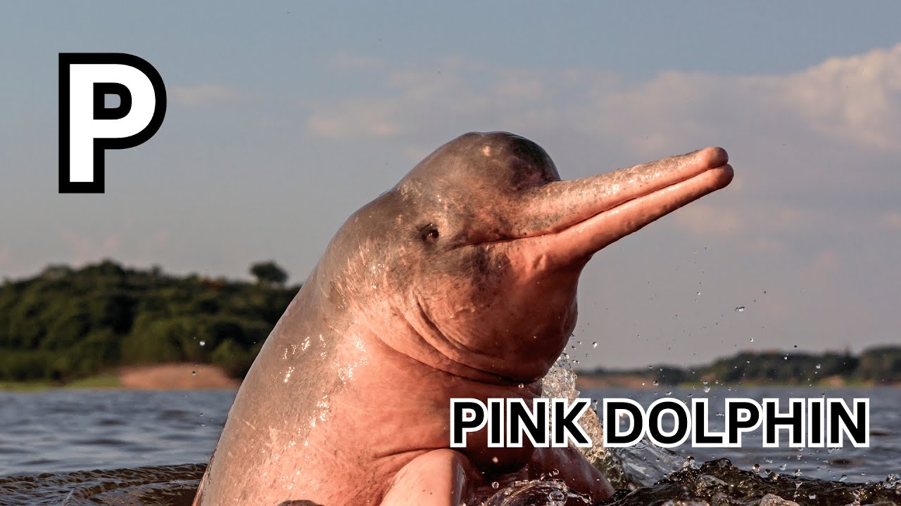 Whale and Dolphin Alphabet Adventure: ABC Song for Kids Learning ...