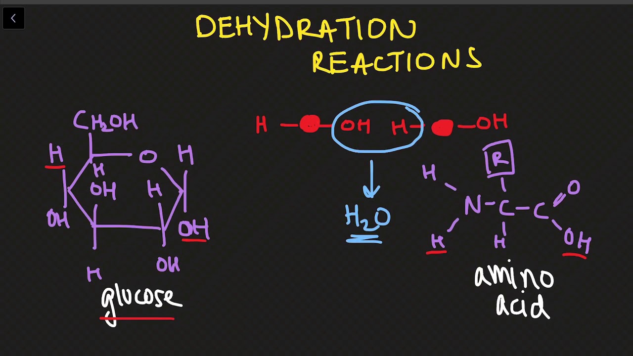 Polymers, Dehydration Synthesis, and Hydrolysis Reactions - YouTube