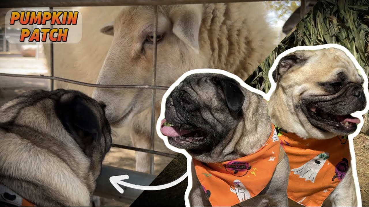 Cute Pugs Meet Farm Animals For the First Time! (Pug Pumpkin Patch ...