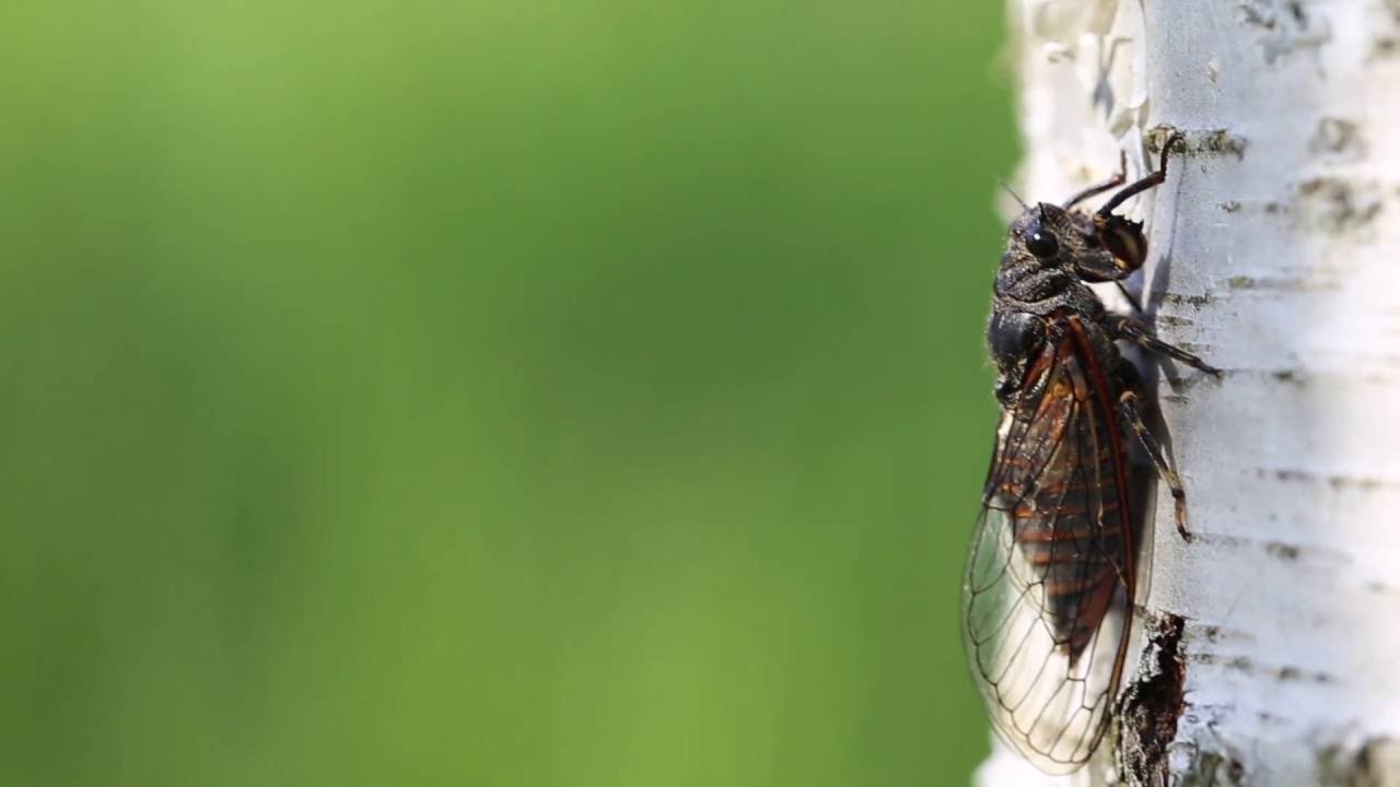 Rare Sight! New Forest Cicada (Cicadetta montana) 4Of4 - YouTube