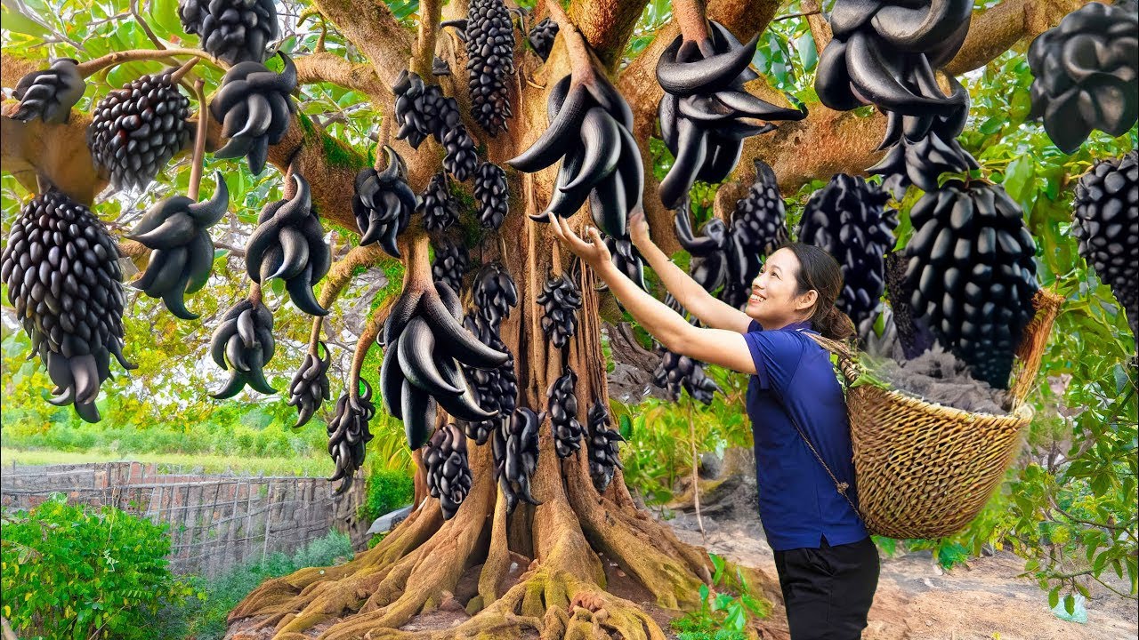 Harvesting the Bizarre Fruit That Grows Upside Down on Trees | Women's Superpowers - YouTube