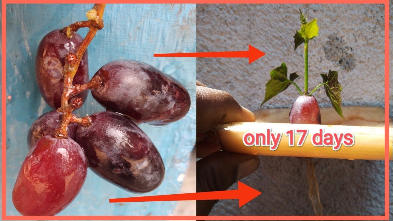 Grape Plant Grow at Home | Grape Growing Process | Angoor Kaise Ugaye ...