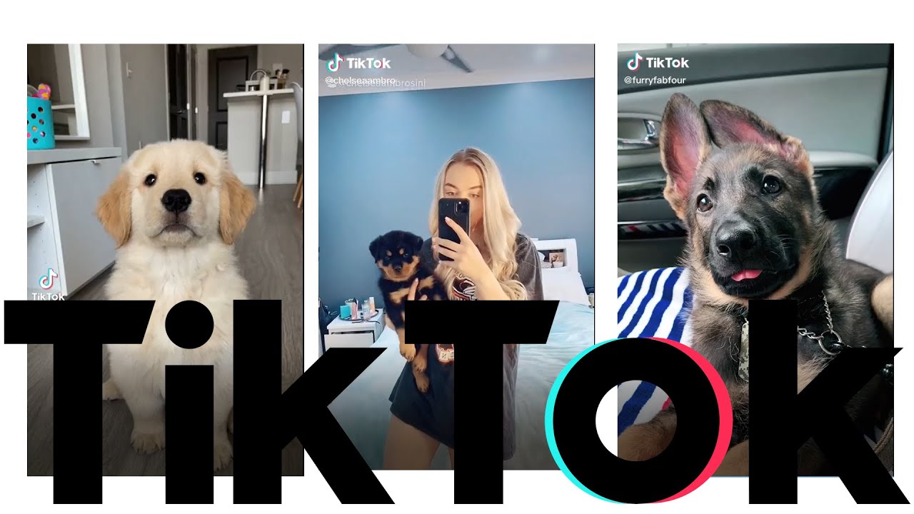DOGGE DUDE TIKTOK CUTE DOG COMPILATION 002 - YouTube