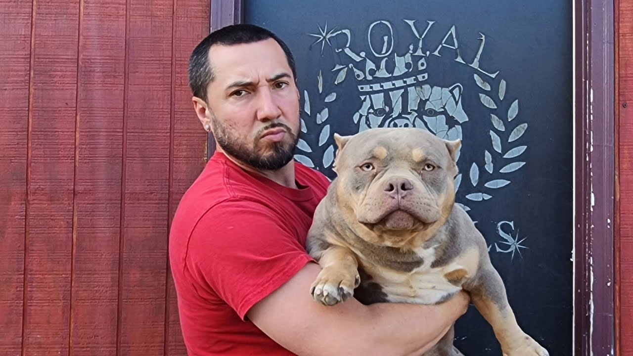 Royal Kennels Live. You can't Bully Me - YouTube