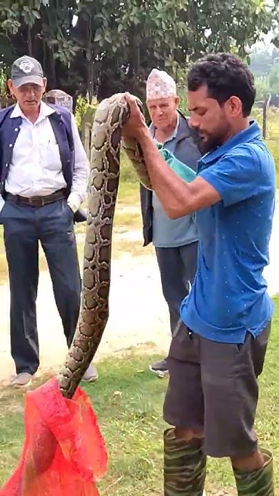 Burmese python. - YouTube