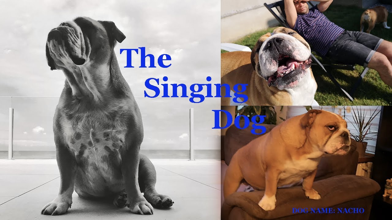 The Singing Bulldog By:NACHO - YouTube