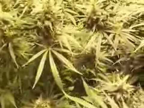 Ouroboros Update and Requesting help on Foxtailing caused by Temp ...