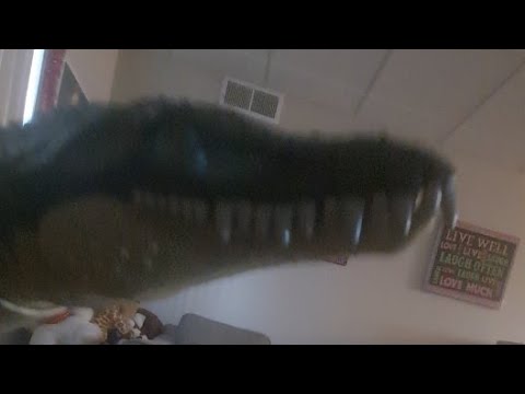 Evening Walk With Lava Shark Tiff - YouTube