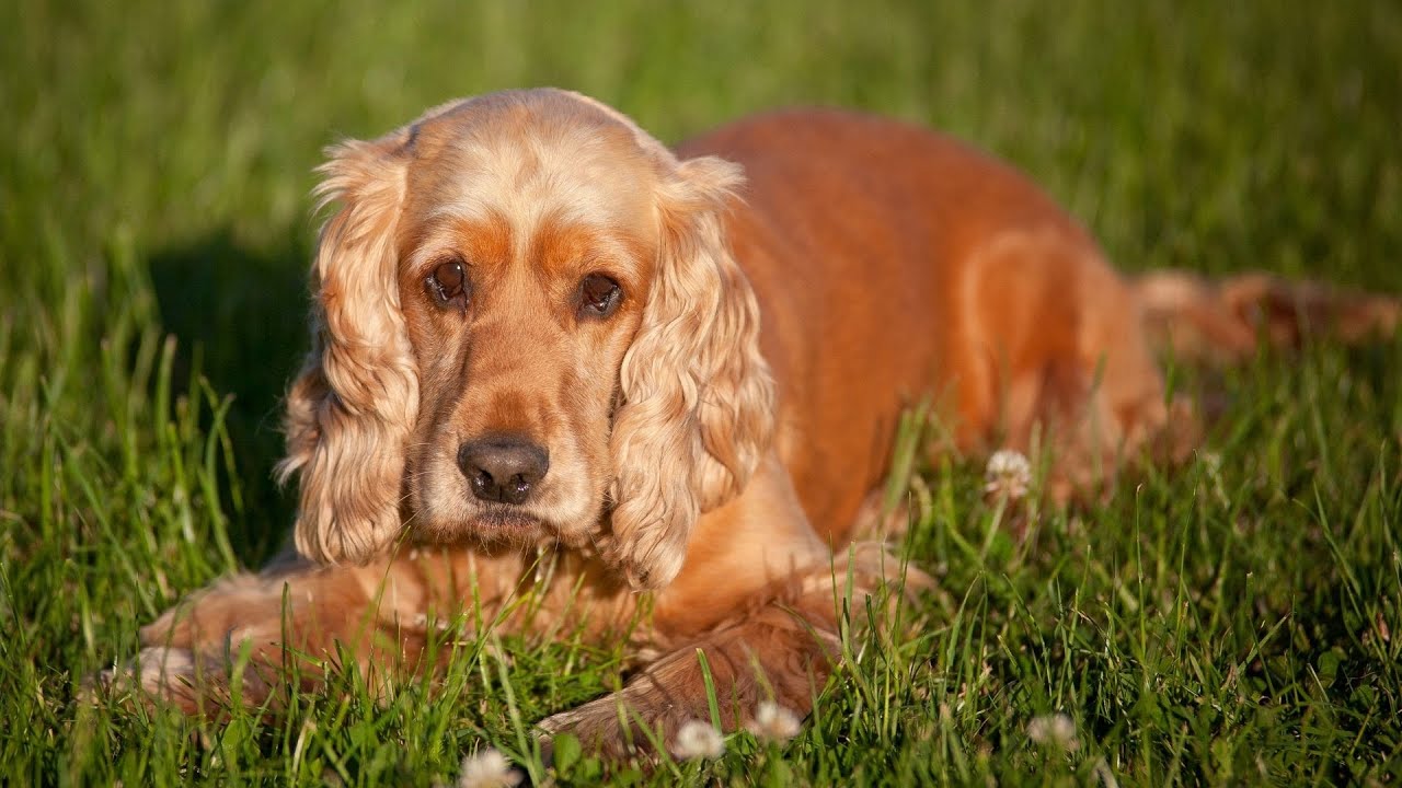 Comparing Cocker Spaniels and Cockapoos A Crossbreed Face Off - YouTube