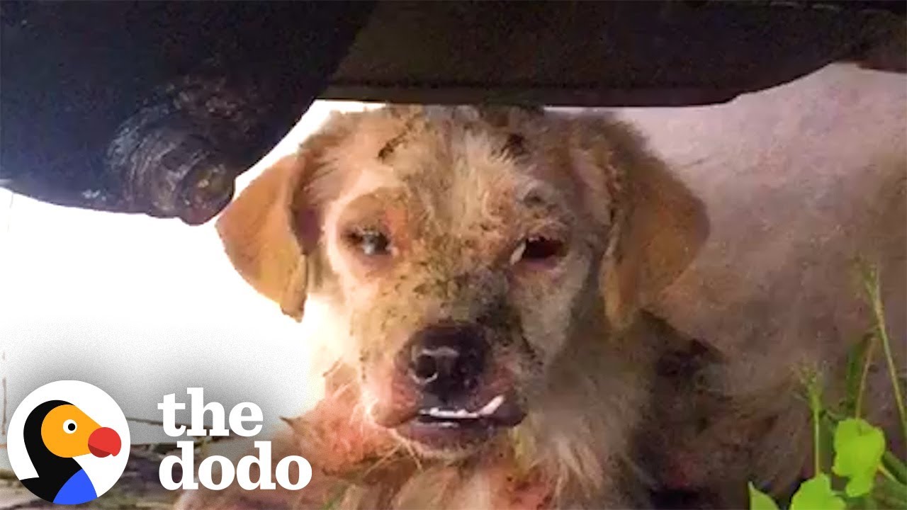 Woman Spends A Month Trying To Rescue This Dog | The Dodo - YouTube