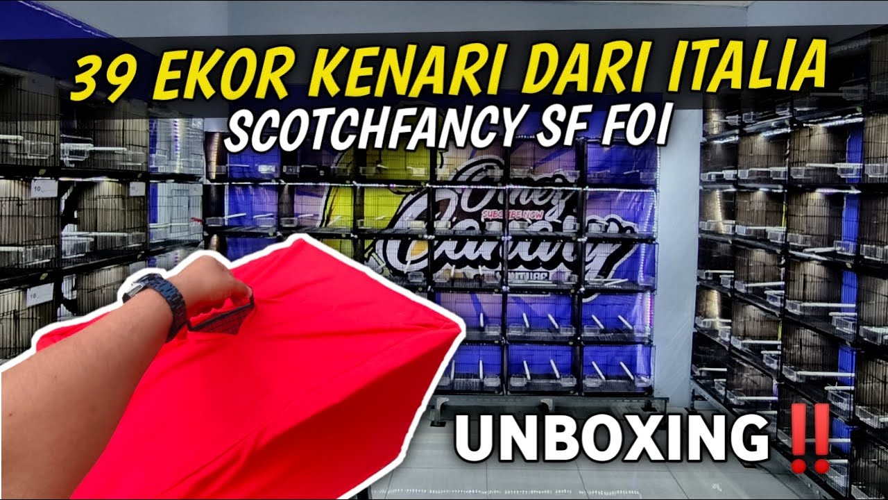 UNBOXING KENARI SF FOI‼️DAPET 39 EKOR RING 24 MASIH MUDA BURUNGNYA ...