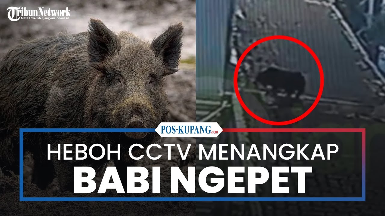 Heboh Babi Ngepet Tertangkap CCTV di Depok - YouTube