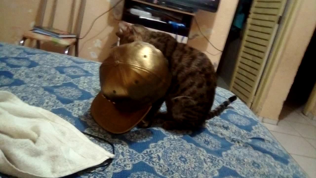 Gato doido - YouTube