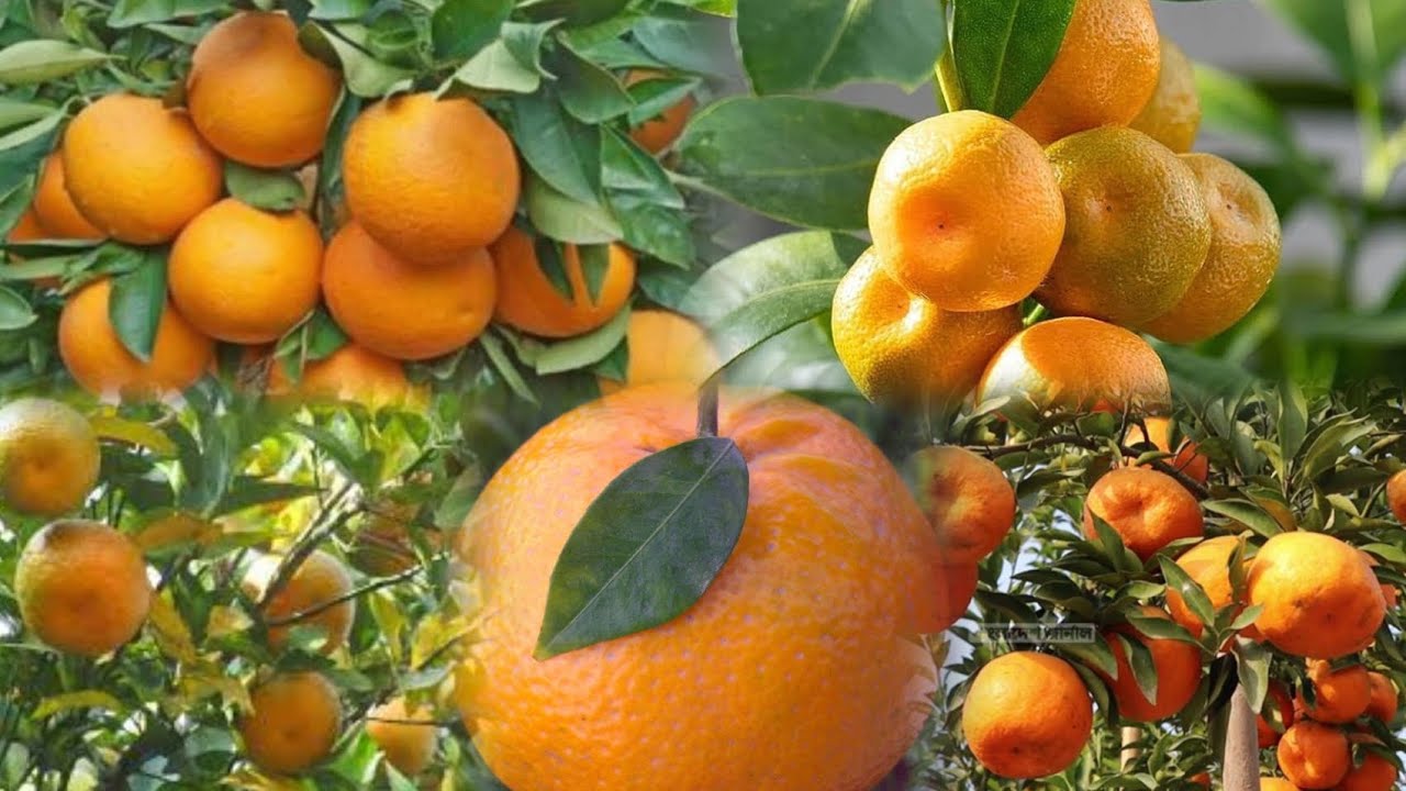 Sweet lemon plan #lemon All plant available #farming #viralvideo # ...