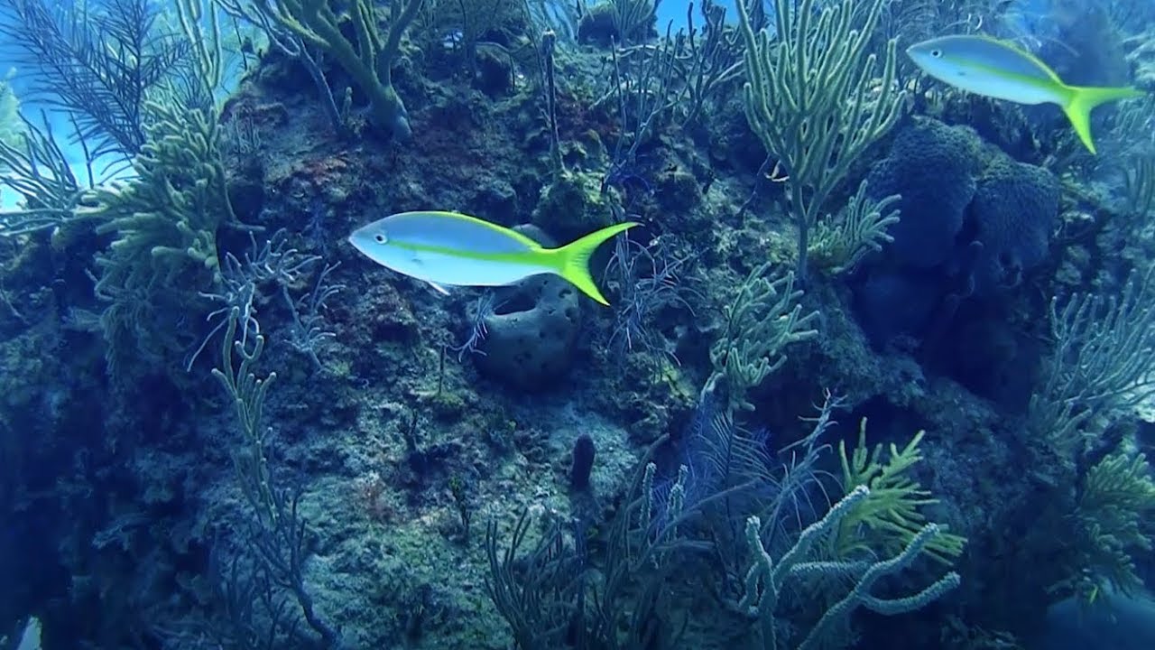 SCUBA DIVING VIDEO. - YouTube