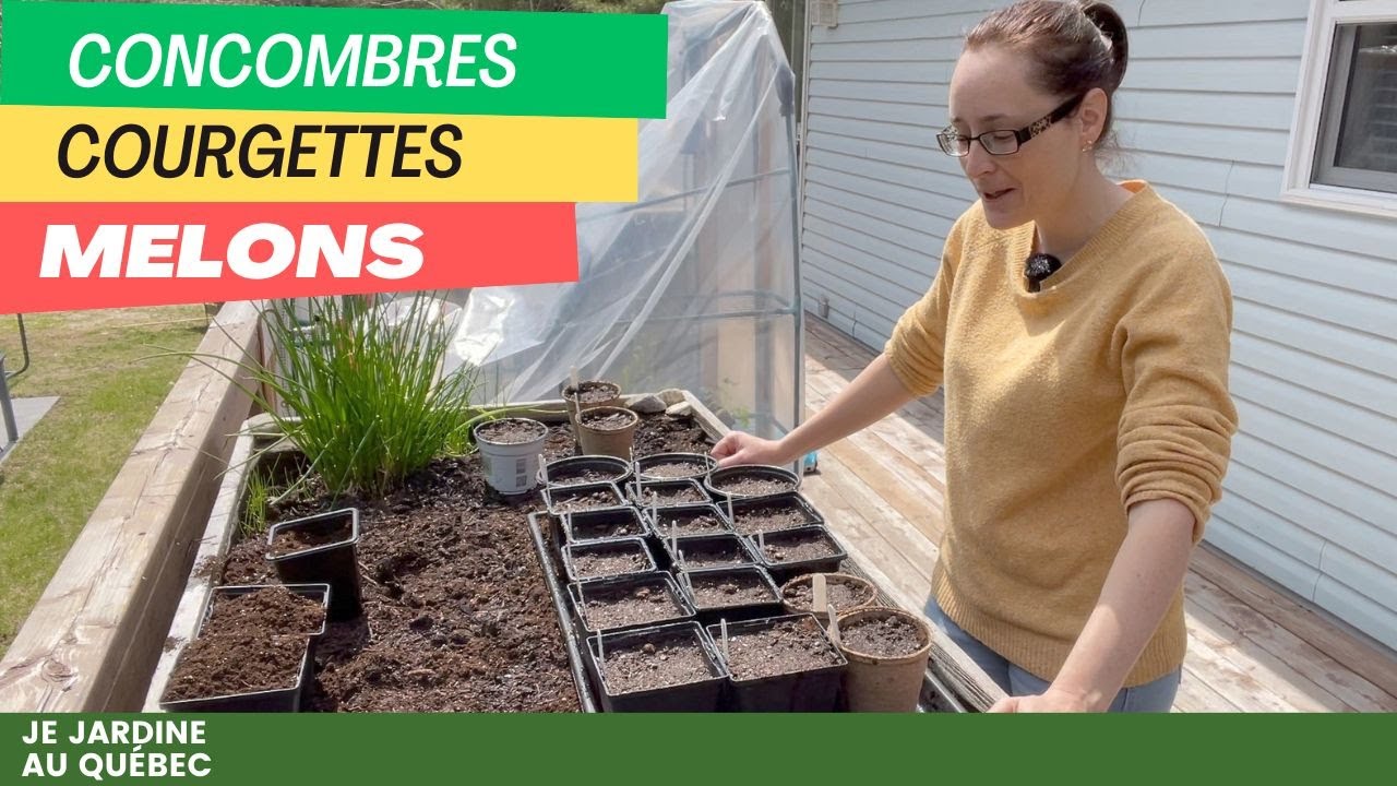 Semis de Cucurbitacées: Concombres, Courgettes et Melons - YouTube