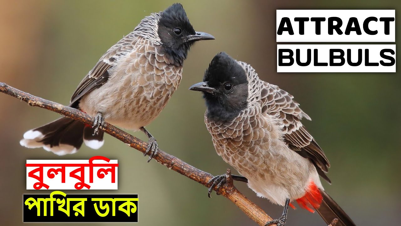 Bulbul Bird Sound | বুলবুলি পাখির ডাক | Red Vented Bulbul Call | Bulbul ...