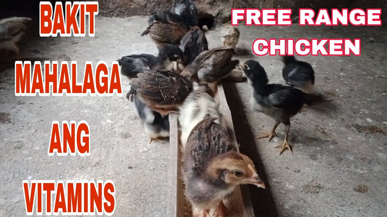BAKIT KAILANGAN NG VITAMINS ANG ATING ALAGANG SISIW?FREE RANGE CHICKEN ...