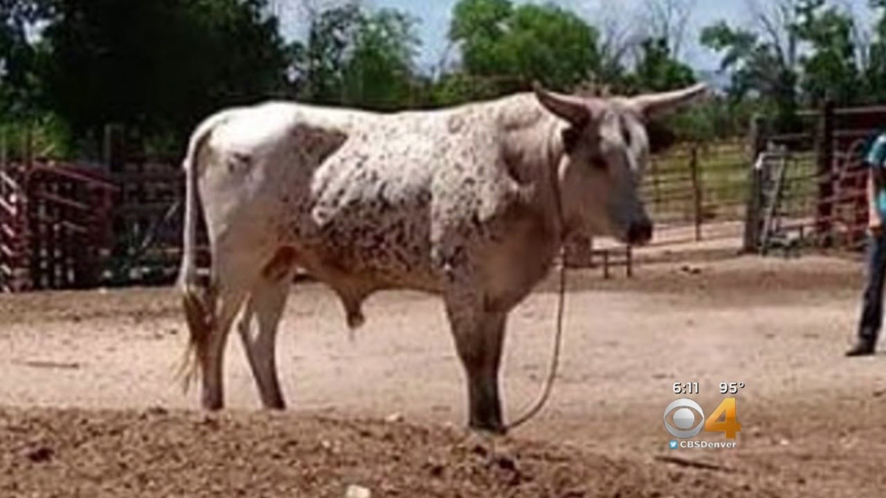 Aggressive Bull Put Down - YouTube