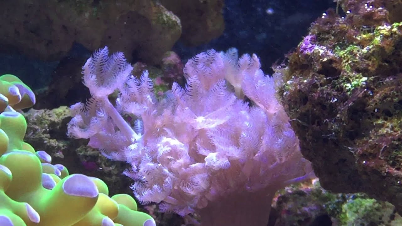 Pulsing Xenia - YouTube